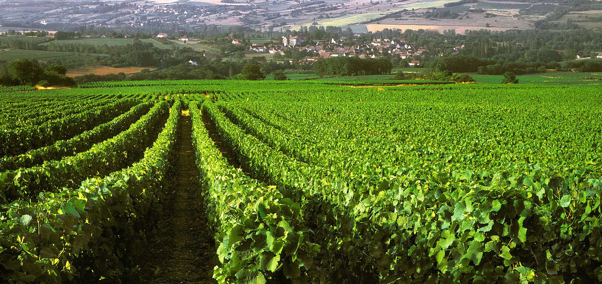 Acetaldehyde Uses and Applications | Celanese